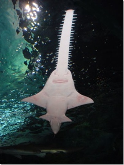 7 Prehistoric Fish that are still Alive!